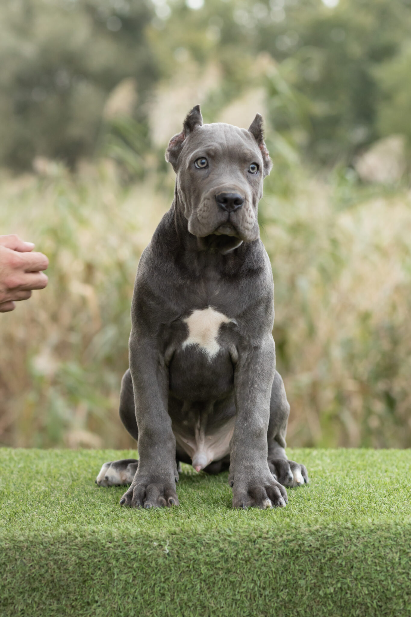Puppies For Sale – New Era Cane Corso